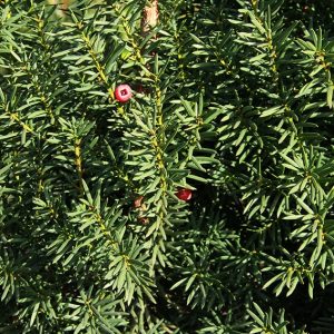 Hicks Yew Hedges (Shrub) | Taxus x media 'Hicksii'- InstantHedge