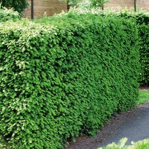 Hicks Yew Hedges (Shrub) | Taxus x media 'Hicksii'- InstantHedge