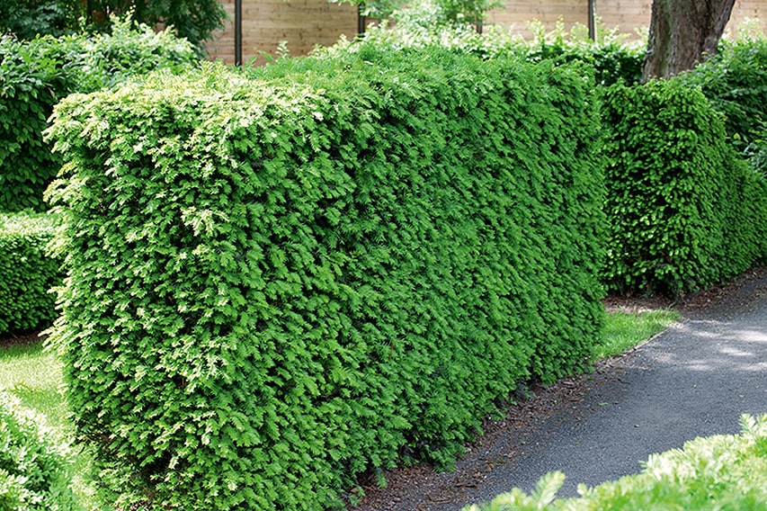 Hicks Yew Hedges (Shrub) | Taxus x media 'Hicksii'- InstantHedge
