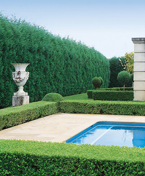 Green Mountain Boxwood | Buxus x Green Mountain | Boxwood Hedge