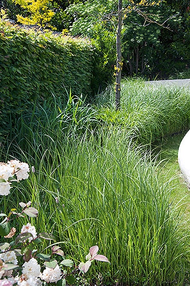 European Hornbeam (Carpinus betulus) Hedges | InstantHedge