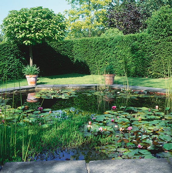 Hicks Yew Hedges (Shrub) | Taxus x media 'Hicksii'- InstantHedge