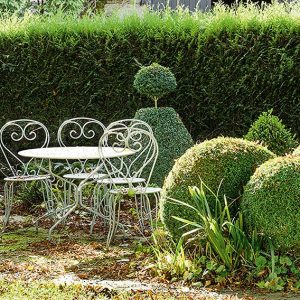Western red Cedar (Thuja plicata 'Virescens') - InstantHedge
