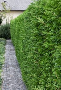 Best Privacy Hedges | Evergreens for Privacy | InstantHedge Blog