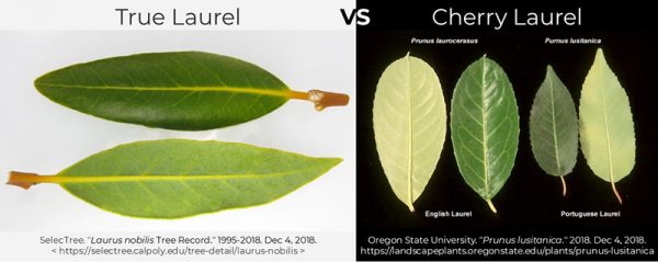 Laurel Hedges | English, Schip, Portuguese Laurels- InstantHedge