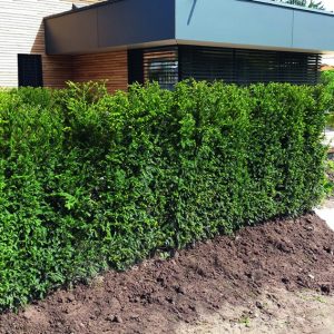 Hedge Sizes | Tall Privacy Hedges, Medium Hedges, Low Hedges