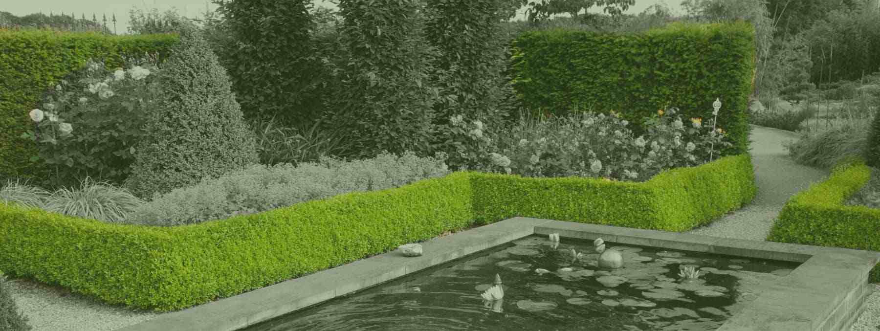 Hedging Plants for Sale | Best Garden Hedges | Beech, Arborvitae Hedging Plants for Sale | Best Garden Hedges | Beech, Arborvitae