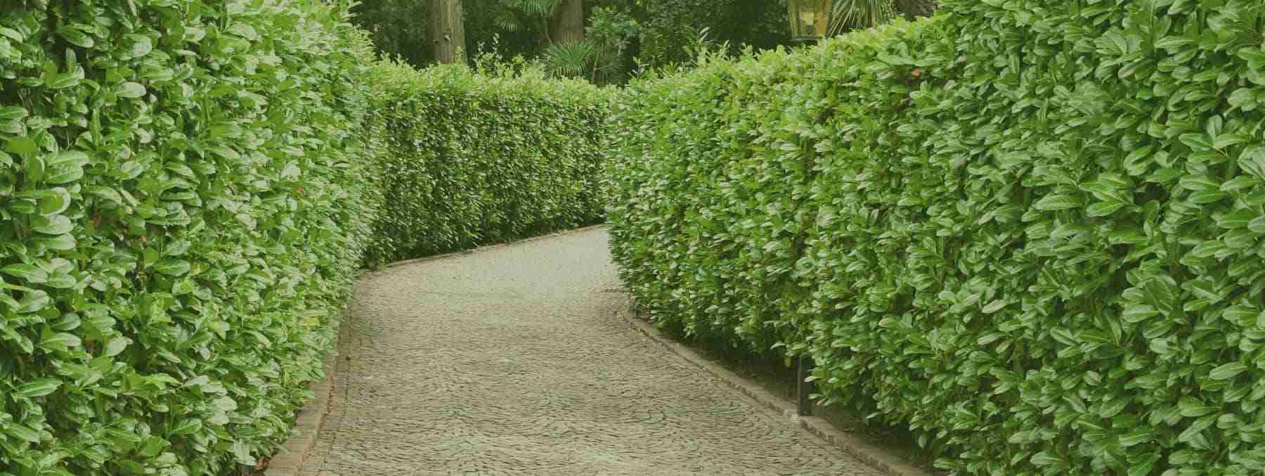 Hedging Plants for Sale | Best Garden Hedges | Beech, Arborvitae