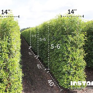 Hedge Sizes | Tall Privacy Hedges, Medium Hedges, Low Hedges