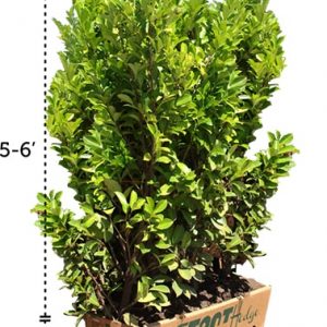 Hedge Sizes | Tall Privacy Hedges, Medium Hedges, Low Hedges