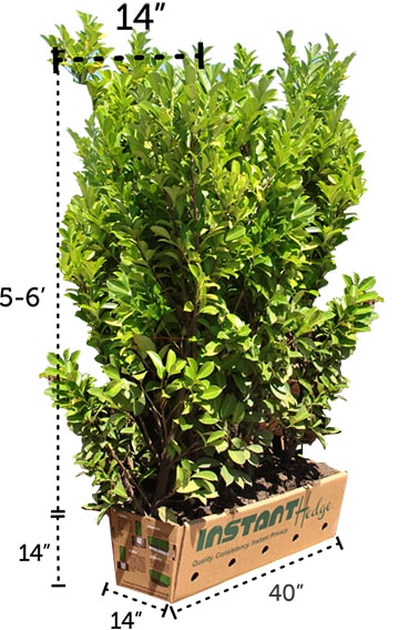 Hedge Sizes | Tall Privacy Hedges, Medium Hedges, Low Hedges