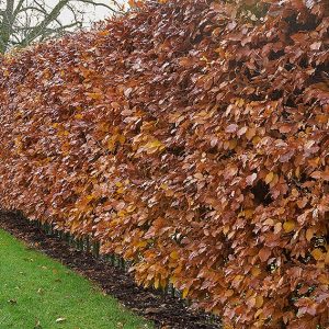Hedge Sizes | Tall Privacy Hedges, Medium Hedges, Low Hedges