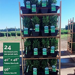 Hedge Sizes | Tall Privacy Hedges, Medium Hedges, Low Hedges