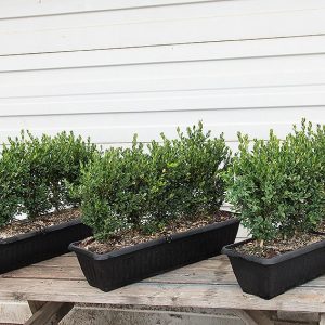 Hedge Sizes | Tall Privacy Hedges, Medium Hedges, Low Hedges