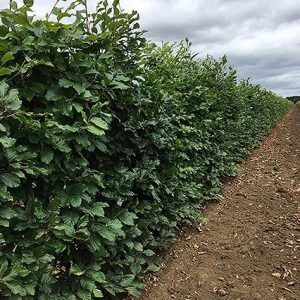 Hedge Sizes | Tall Privacy Hedges, Medium Hedges, Low Hedges