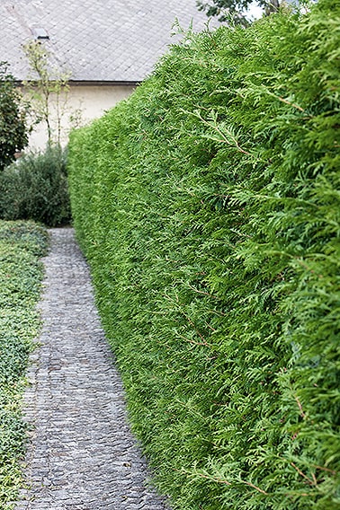 Hedge Sizes | Tall Privacy Hedges, Medium Hedges, Low Hedges