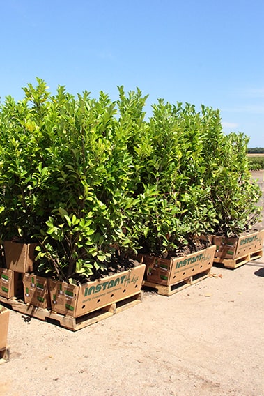 Hedge Sizes | Tall Privacy Hedges, Medium Hedges, Low Hedges