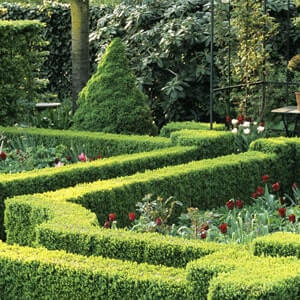 Hedging Plants for Sale | Best Garden Hedges | Beech, Arborvitae