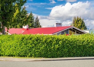 Types of Hedges | Buy Hedges Online at InstantHedge