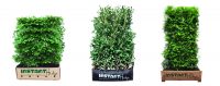 Hedge In Pots | InstantHedge Packaging | Container Hedges