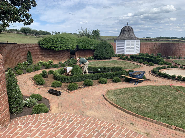 August 2019 - Virginia - InstantHedge - Privacy Hedges for Your Garden