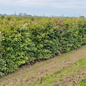 Mixed Beech (Fagus sylvatica) Hedges | Mixed Hedge