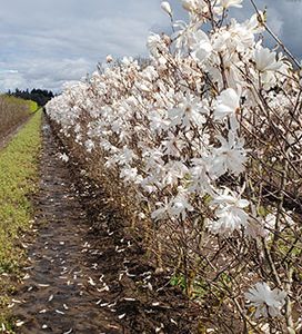 Royal Star Magnolia (Magnolia stellata 'Royal Star') Hedges