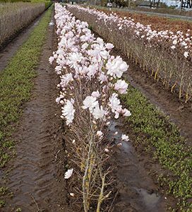 Royal Star Magnolia (Magnolia stellata 'Royal Star') Hedges