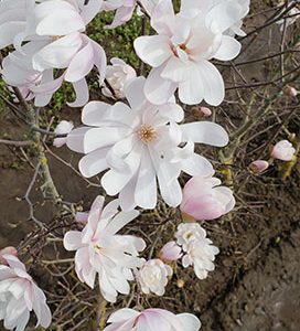 Royal Star Magnolia (Magnolia stellata 'Royal Star') Hedges