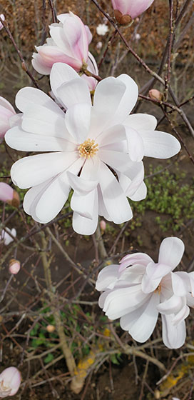 Royal Star Magnolia (Magnolia stellata 'Royal Star') Hedges