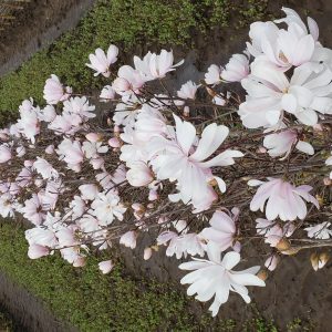 Royal Star Magnolia (Magnolia stellata 'Royal Star') Hedges