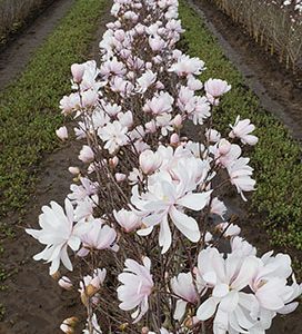 Royal Star Magnolia (Magnolia stellata 'Royal Star') Hedges
