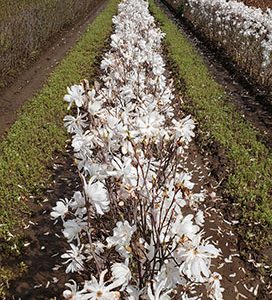 Royal Star Magnolia (Magnolia stellata 'Royal Star') Hedges