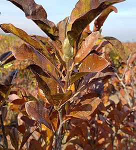 Royal Star Magnolia (Magnolia stellata 'Royal Star') Hedges