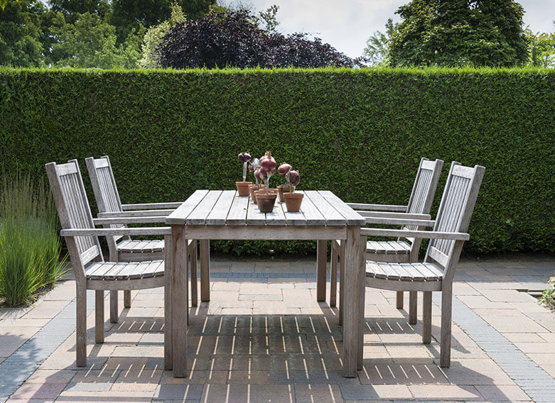 Best Privacy Hedges | Evergreens for Privacy | InstantHedge Blog