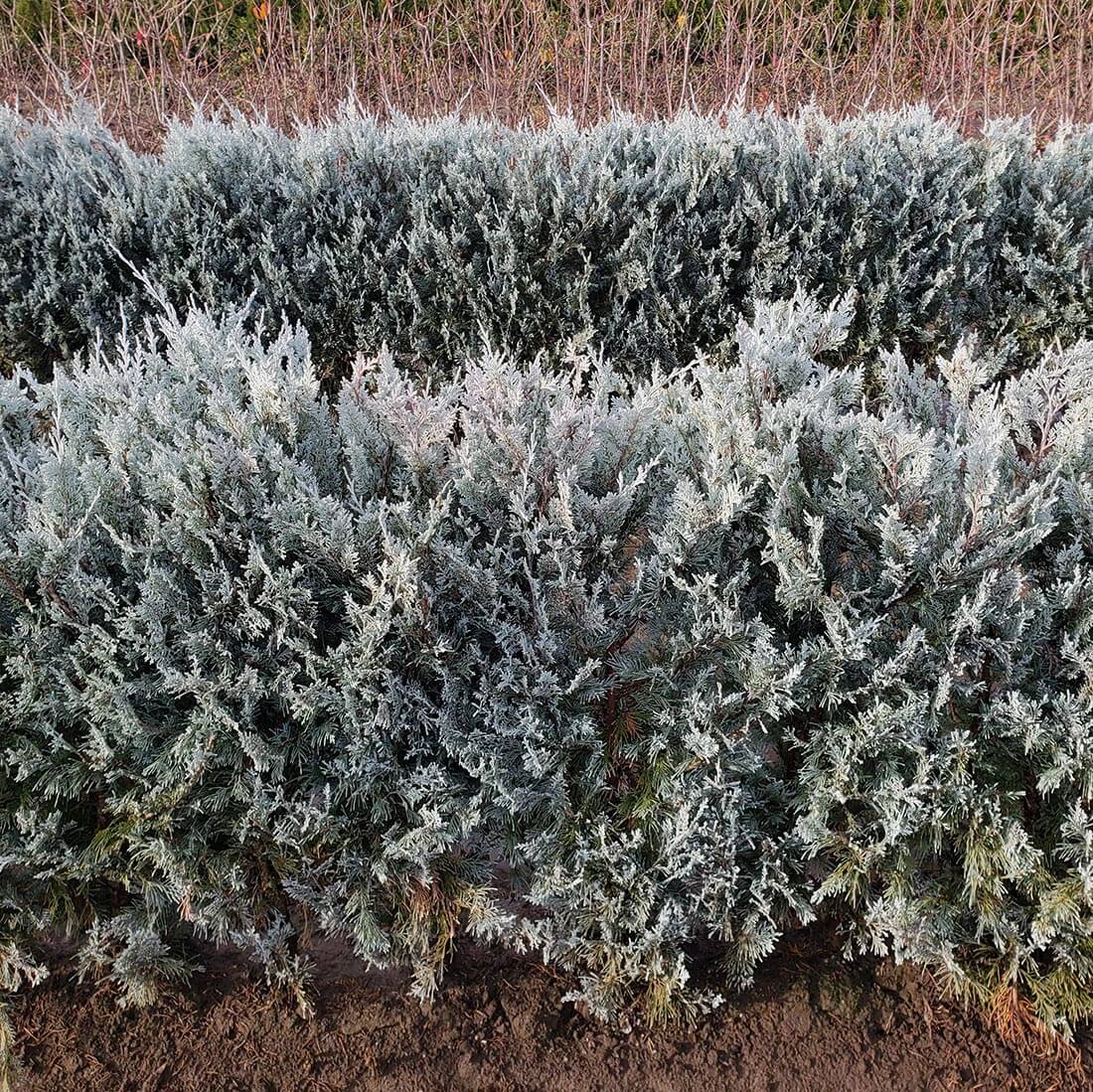 Buy Cold Hardy Shrubs | Cold Hardy Hedges | Instant Hedge